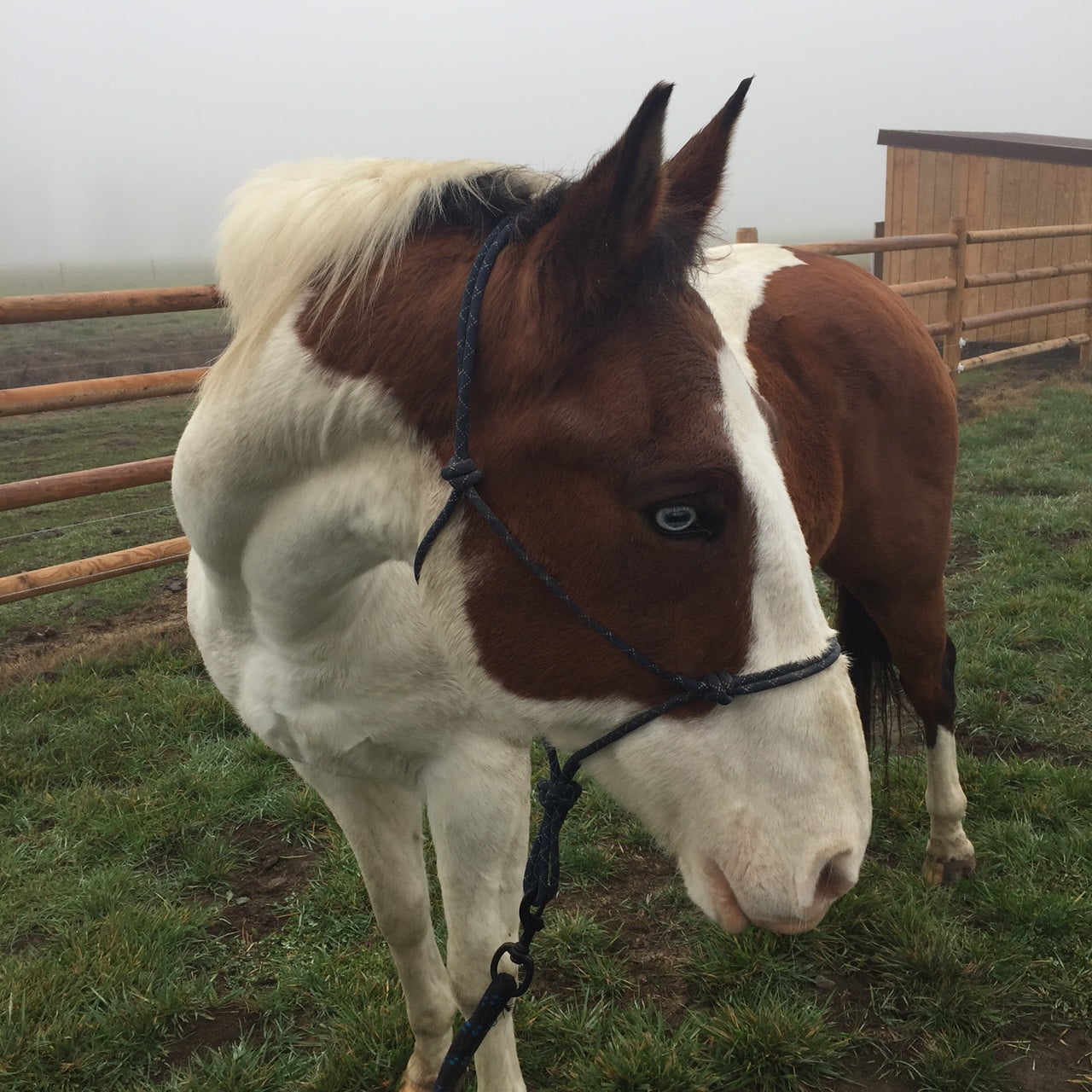 Bow - Rodeo City Equine Rescue