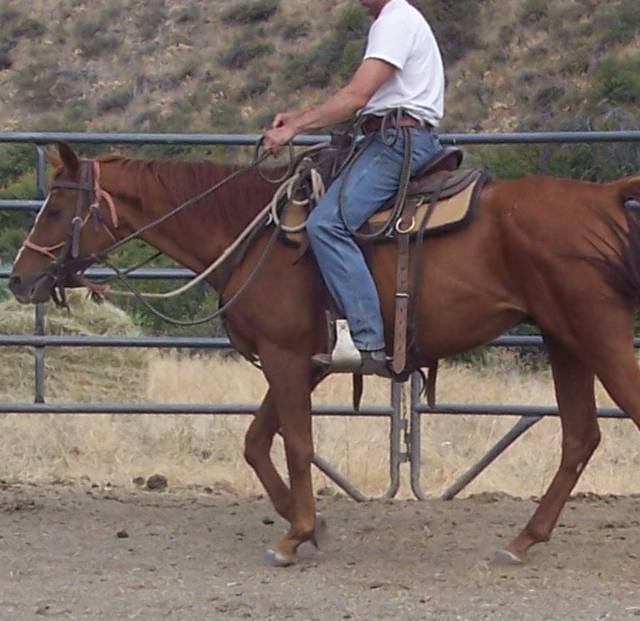 Squirrel - Rodeo City Equine Rescue
