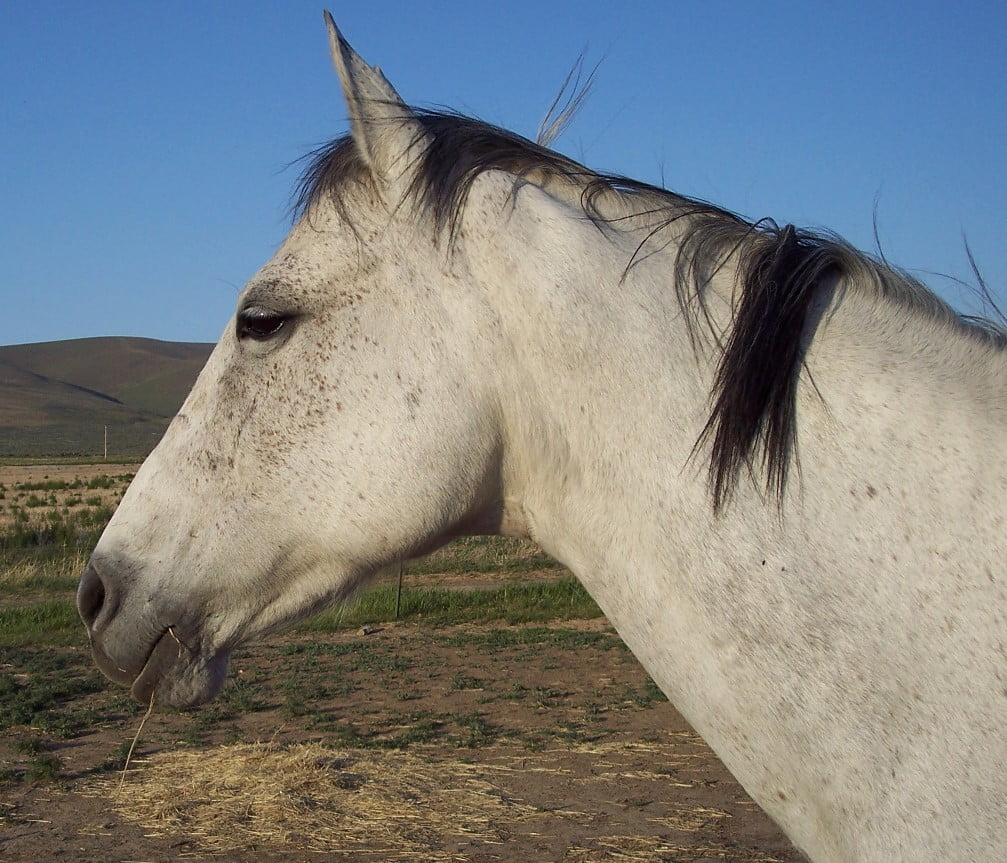 Patches - Rodeo City Equine Rescue